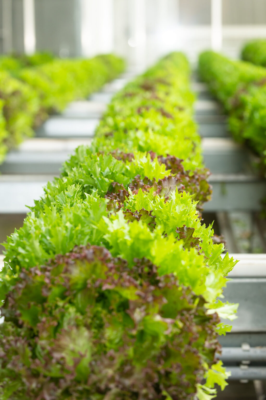 Fresh from Whole Leaf Greenhouse – Meet Farmer Rindi Bristol - Love ...